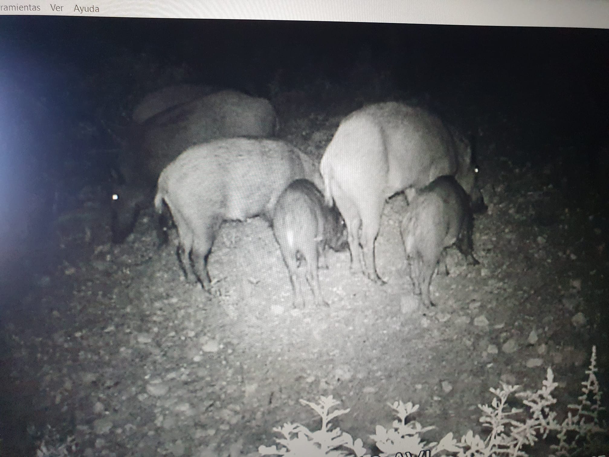 Els caçadors xifren en més de 200 els exemplars de porc senglar a ...